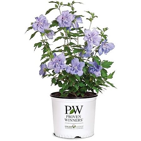 2-Gallon Proven Winners Blue Chiffon Rose of Sharon Hibiscus Syriacus ...