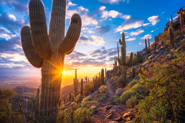 RT Detroit to Phoenix or Vice Versa $139 Nonstop Airfares on American ...