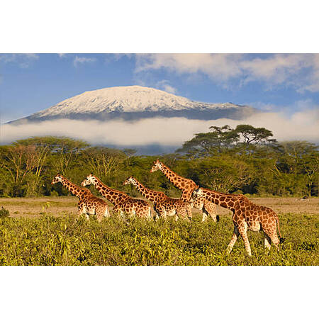 RT Washington DC to Kilimanjaro Tanzania $932 Airfares on Qatar Airways ...