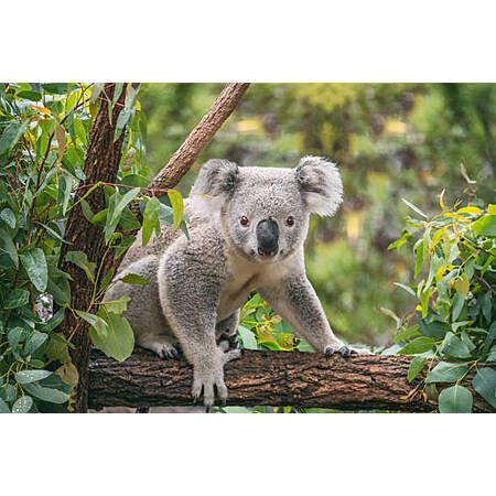 RT Seattle to Brisbane Australia $865 Airfares on American Airlines BE ...
