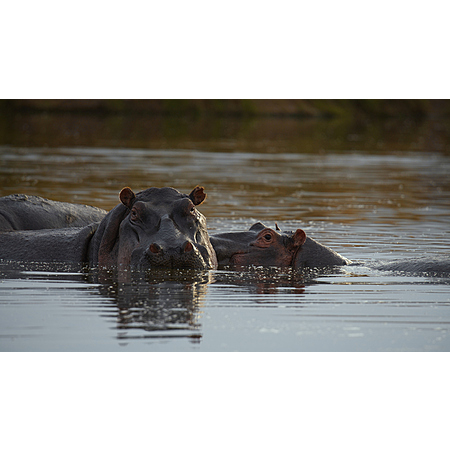 Disney World 2-Day 2-Park Ticket For EPCOT & Animal Kingdom From $199 ...