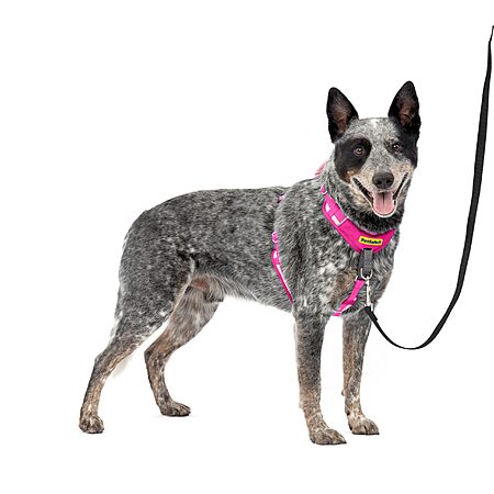 PetSafe Easy Walk Comfort No-Pull Dog Harness Full-Body Padding ...