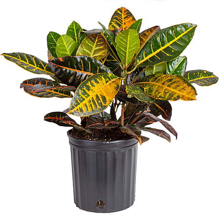 Costa Farms Expert Gardener Live Indoor Multi-Color Croton Petra ...